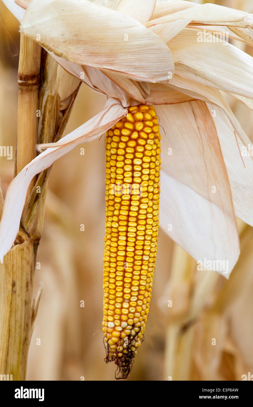 Jamestown north dakota hi-res stock photography and images - Alamy