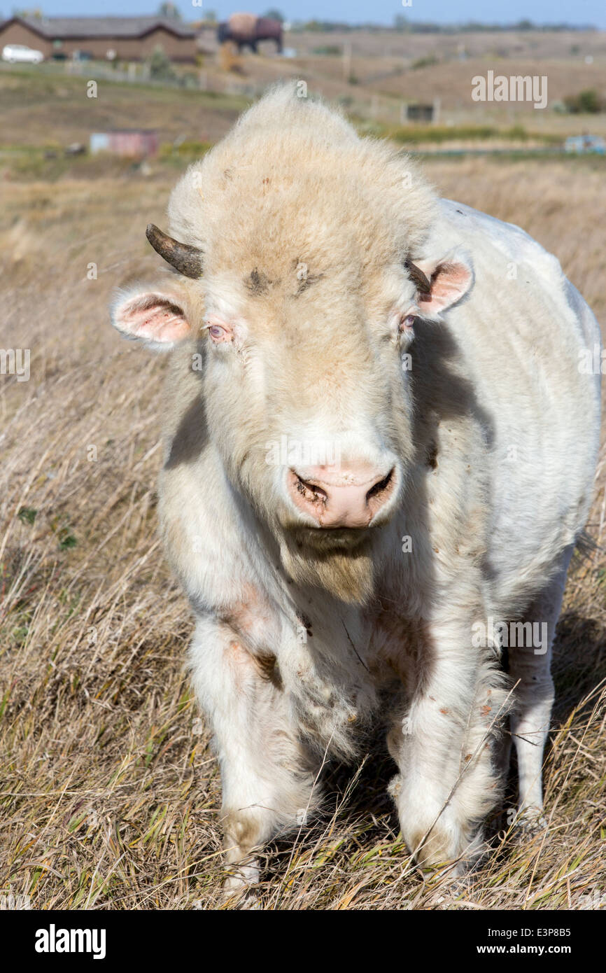 White Cloud, a female albino buffalo, at the National Buffalo Museum in ...