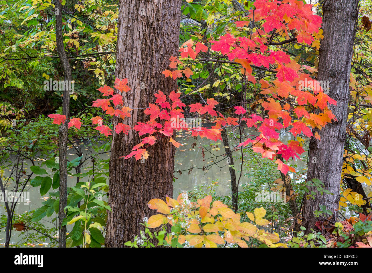 Autumn colors at Independence State Park in Defiance, Ohio, USA Stock ...