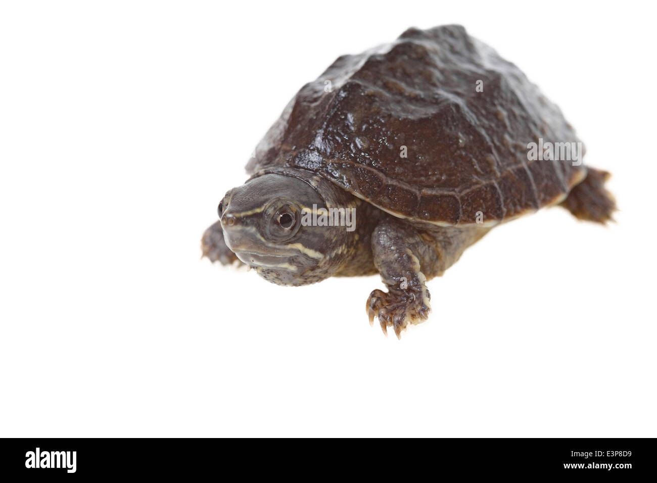 Musk turtle hi-res stock photography and images - Alamy