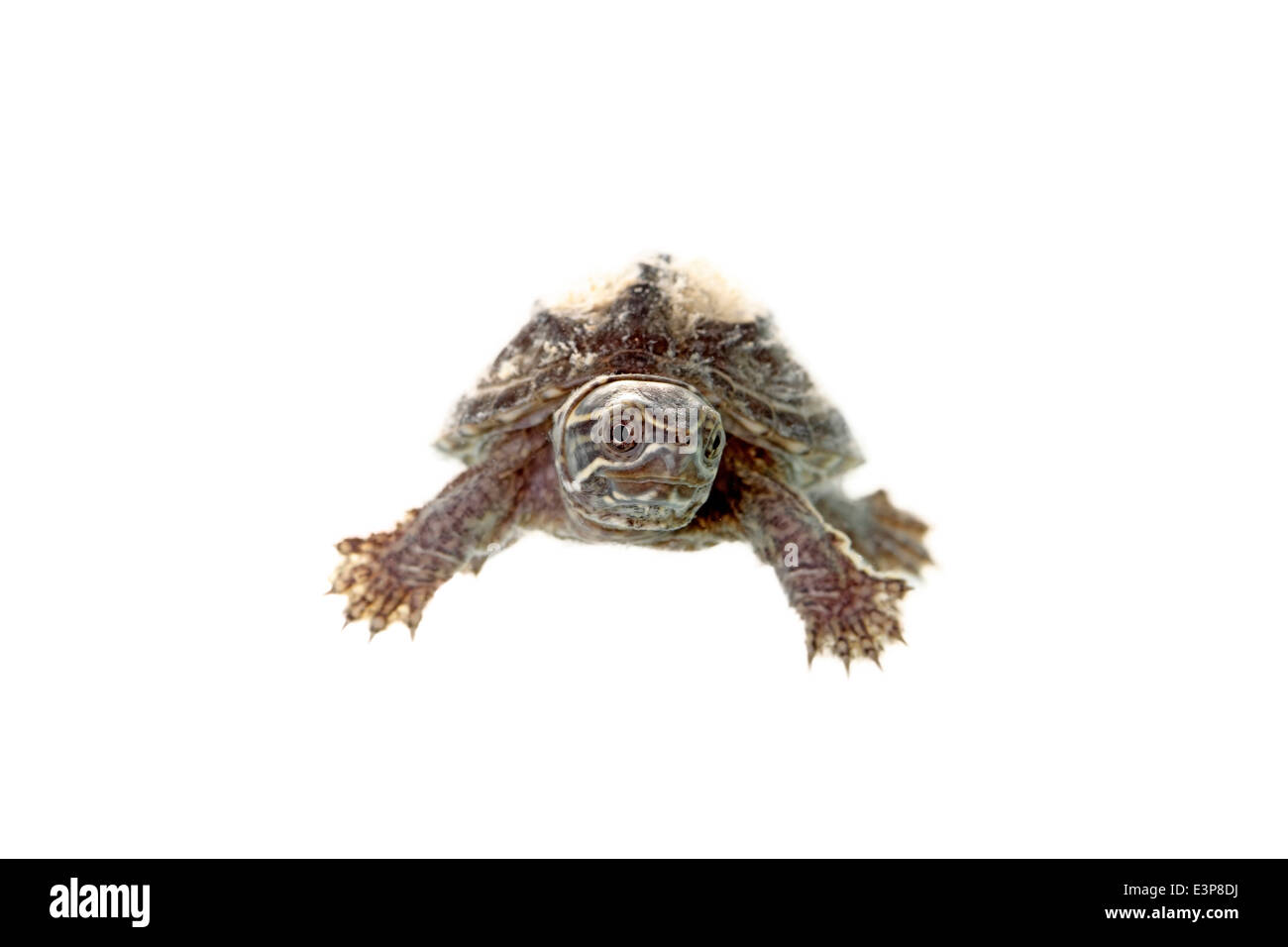 musk turtle isolated on white background Stock Photo - Alamy