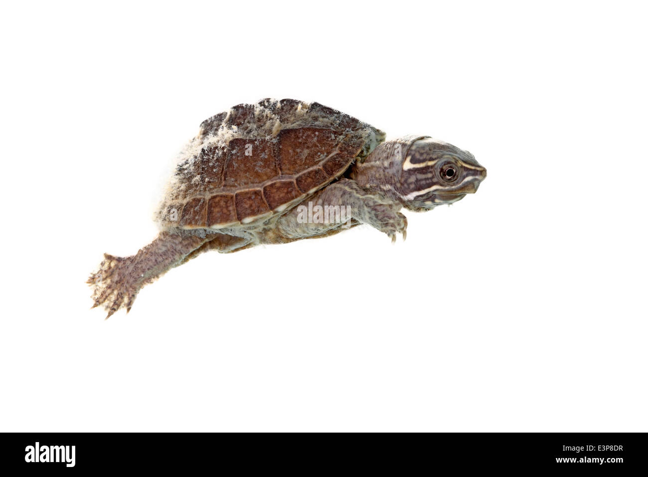 Musk turtle hi-res stock photography and images - Alamy
