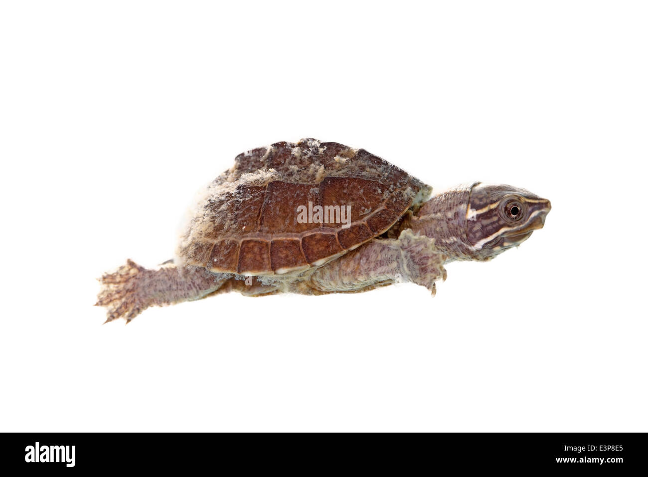 Musk turtle hi-res stock photography and images - Alamy