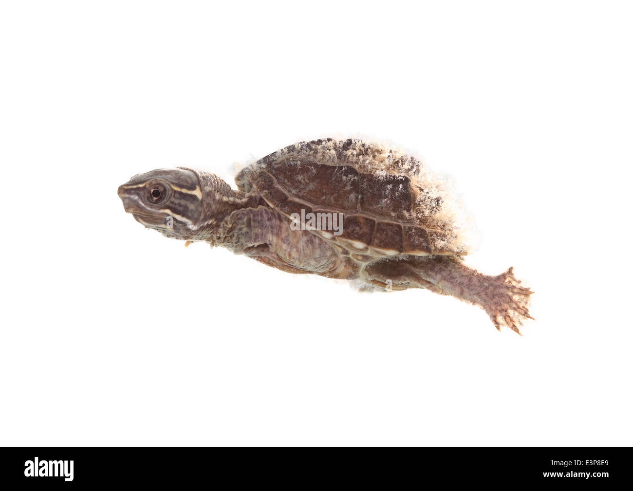 Box Turtle White Background