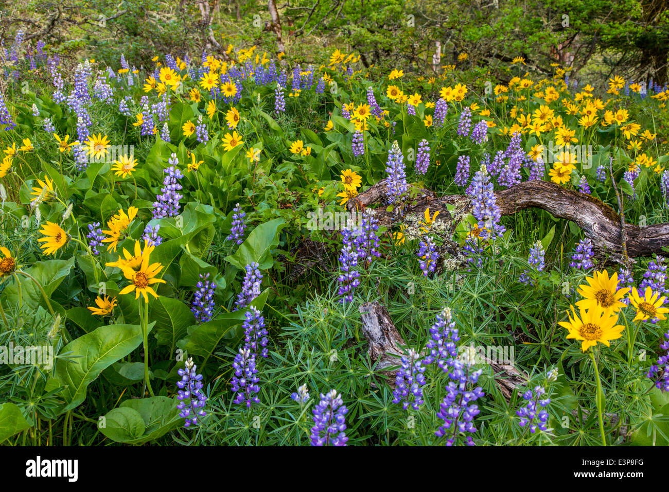 Columbia river spring wildflowers hi-res stock photography and images ...