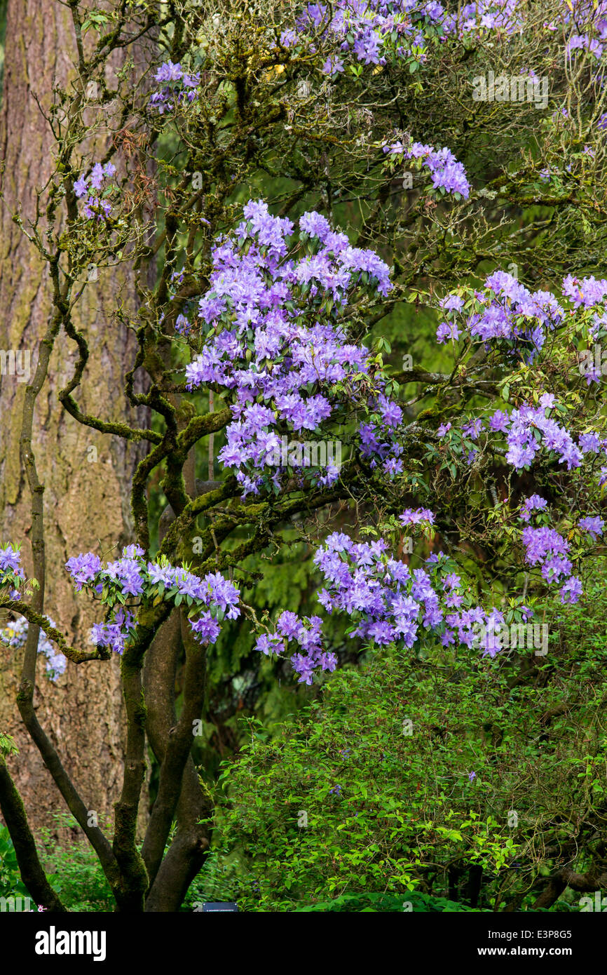 Azalea display in spring at Crystal Springs Rhododendron Garden in ...