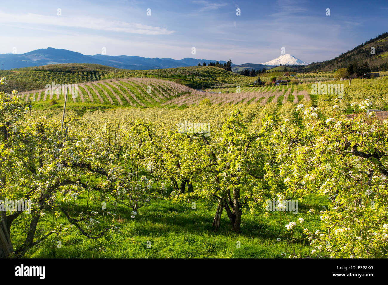 Pear orchards bloom in spring with Mount Adams in the background near ...
