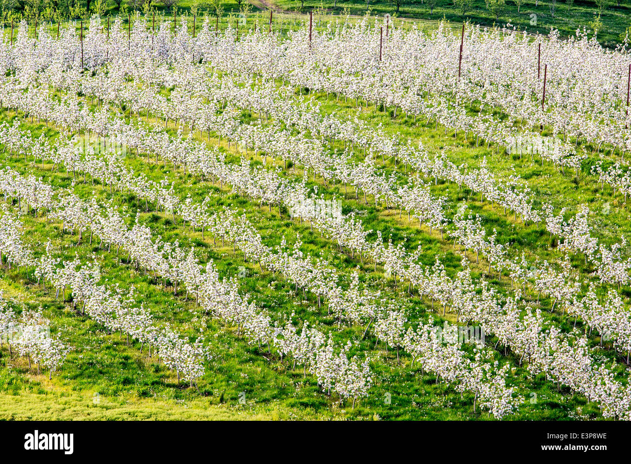 Apple orchard in bloom near Hood River, Oregon, USA Stock Photo - Alamy
