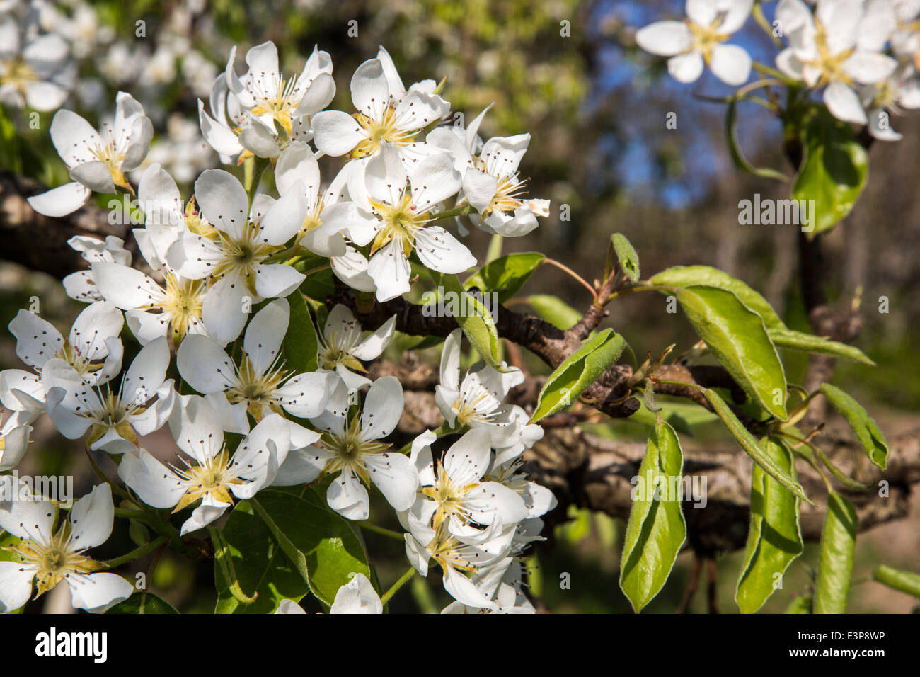 Pear orchards hi-res stock photography and images - Alamy