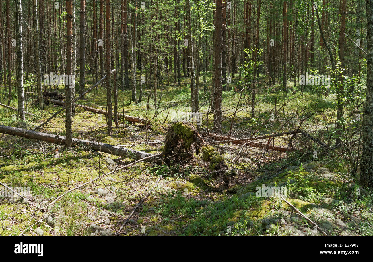 Forest with fallen trees Stock Photo - Alamy