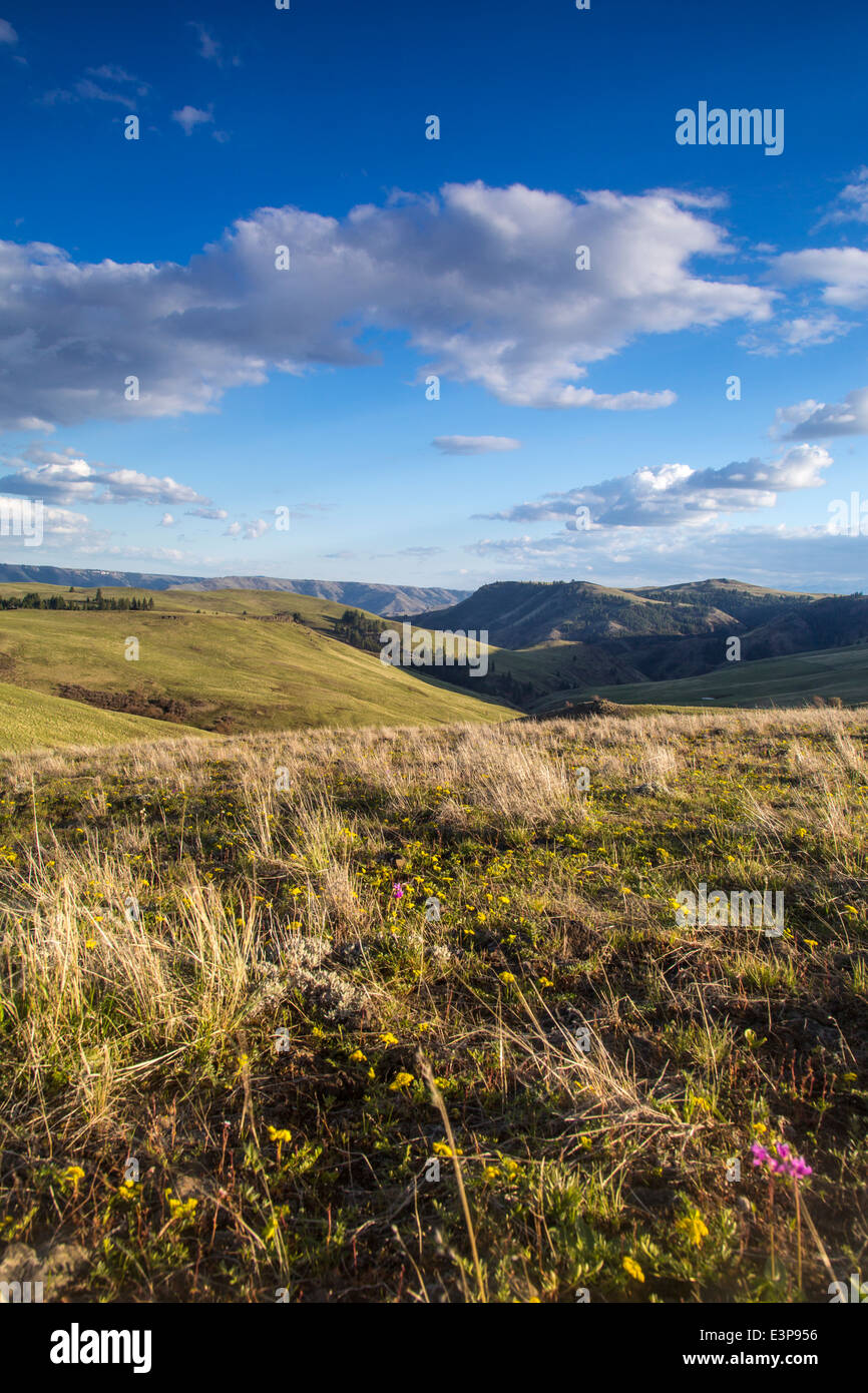 Biscuitroot wildflowers in spring at the Nature Conservancy's Zumwalt ...
