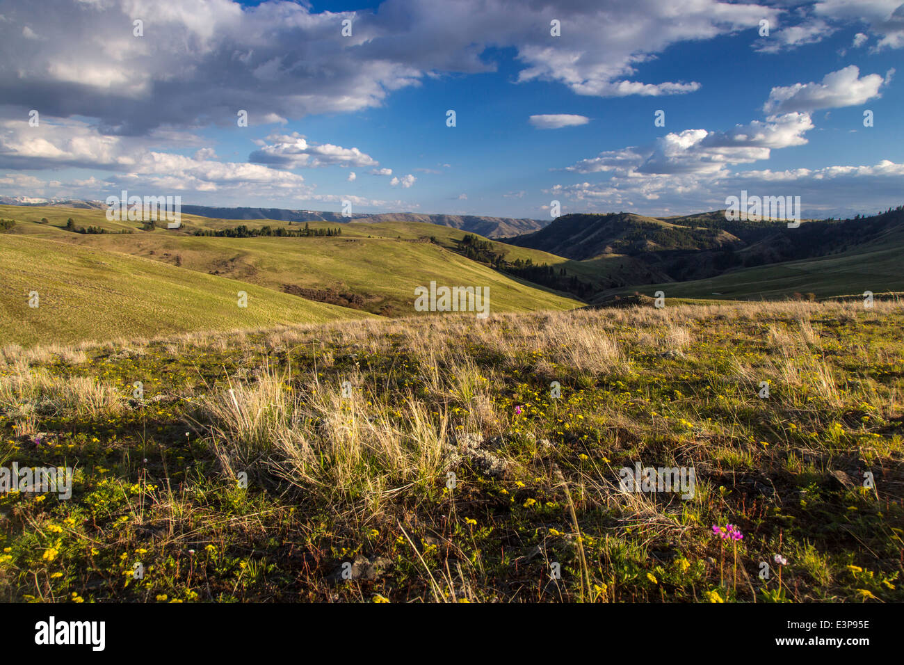 Biscuitroot wildflowers in spring at the Nature Conservancy's Zumwalt ...
