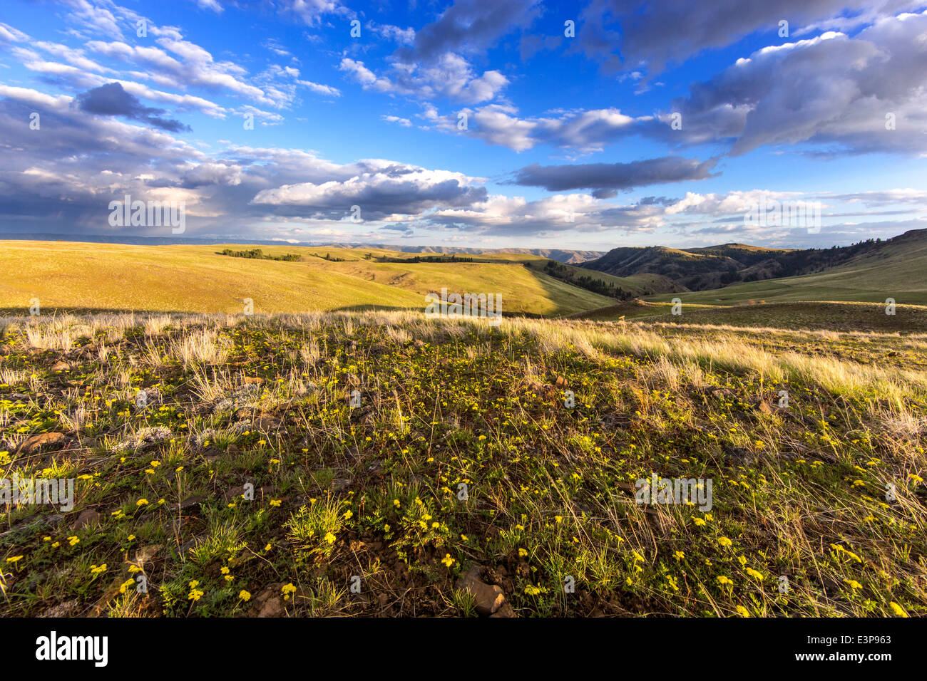 Biscuitroot wildflowers in spring at the Nature Conservancy's Zumwalt ...