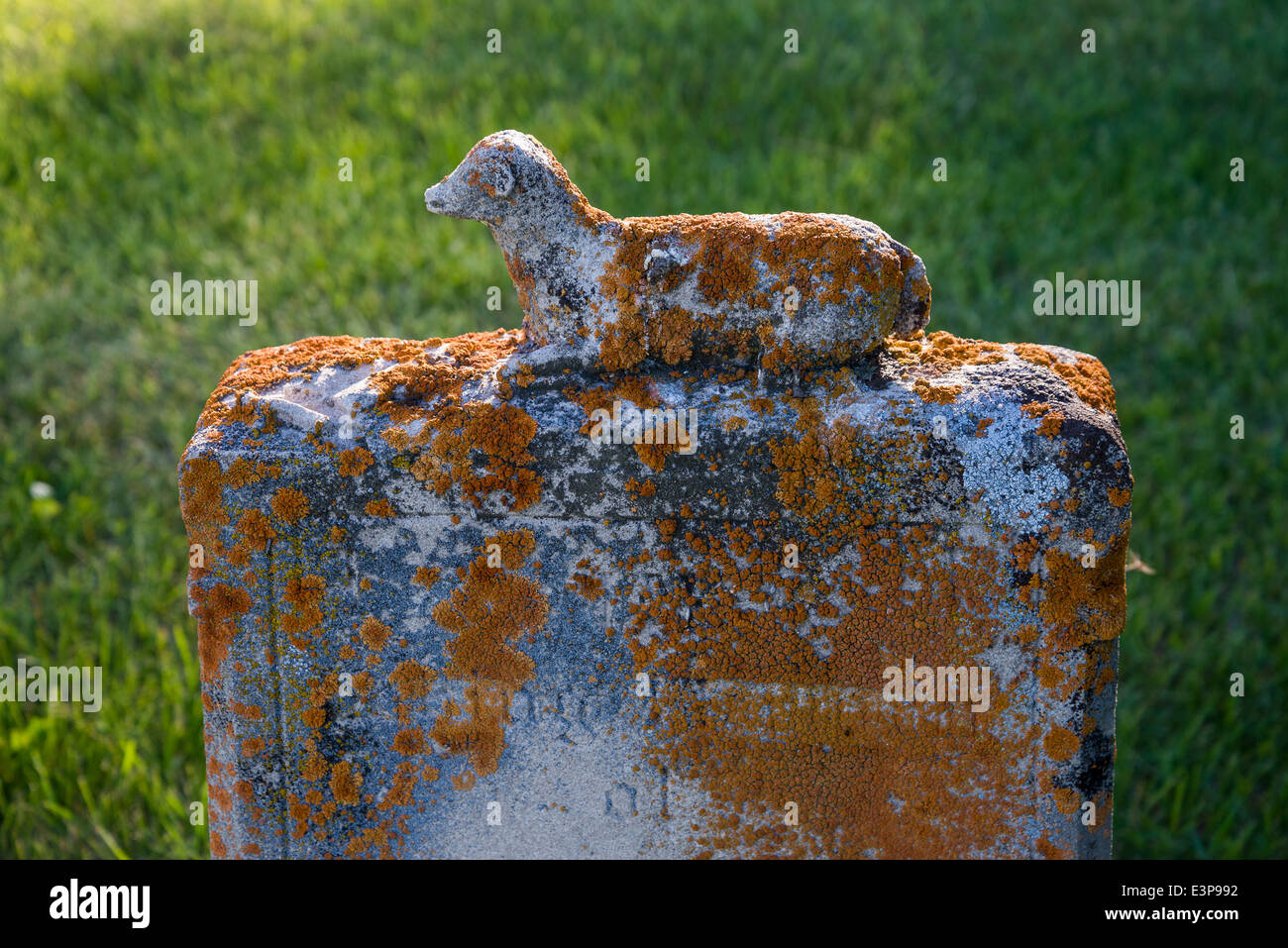 Lichen covered child's gravestone with lamb, Calgary, Alberta, Canada ...