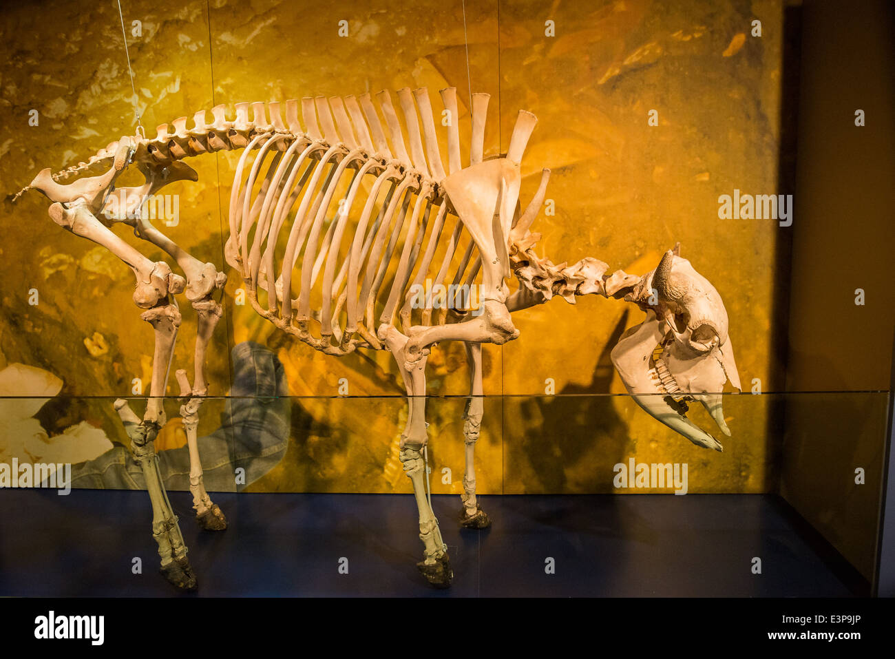 Canada alberta bison buffalo skeleton hi-res stock photography and ...