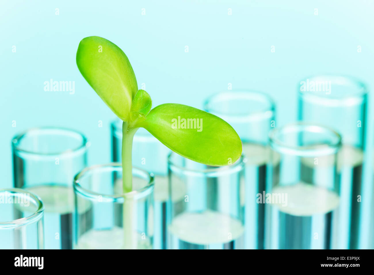 Row test tubes filled hi-res stock photography and images - Alamy