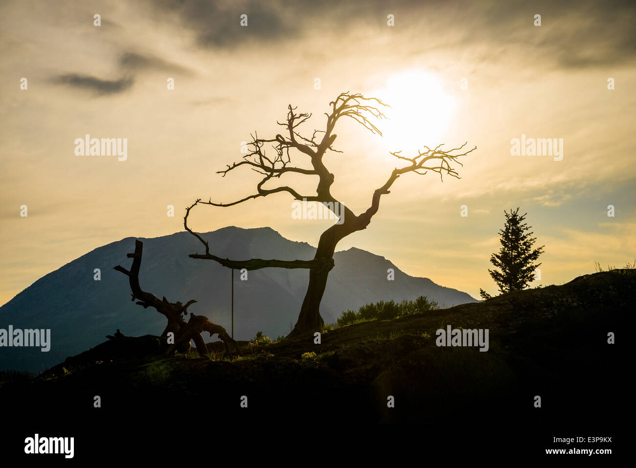 The Burmis Tree, Crows Nest Pass Region, Alberta, Canada Stock Photo ...