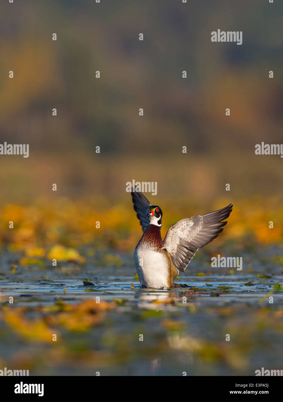 Wood Ducks Cupped Up