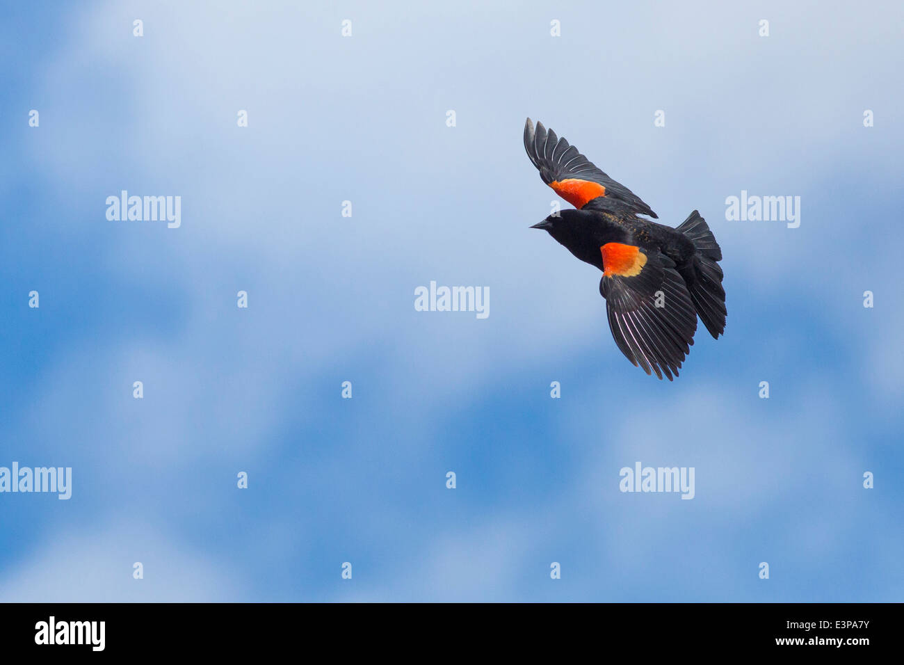USA, Washington State. A male red-winged blackbird displays its red ...