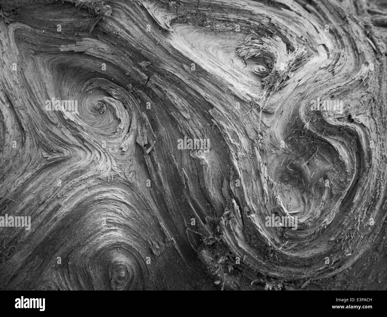 USA, Washington. Douglass Fir burl forms a pattern in black and white ...