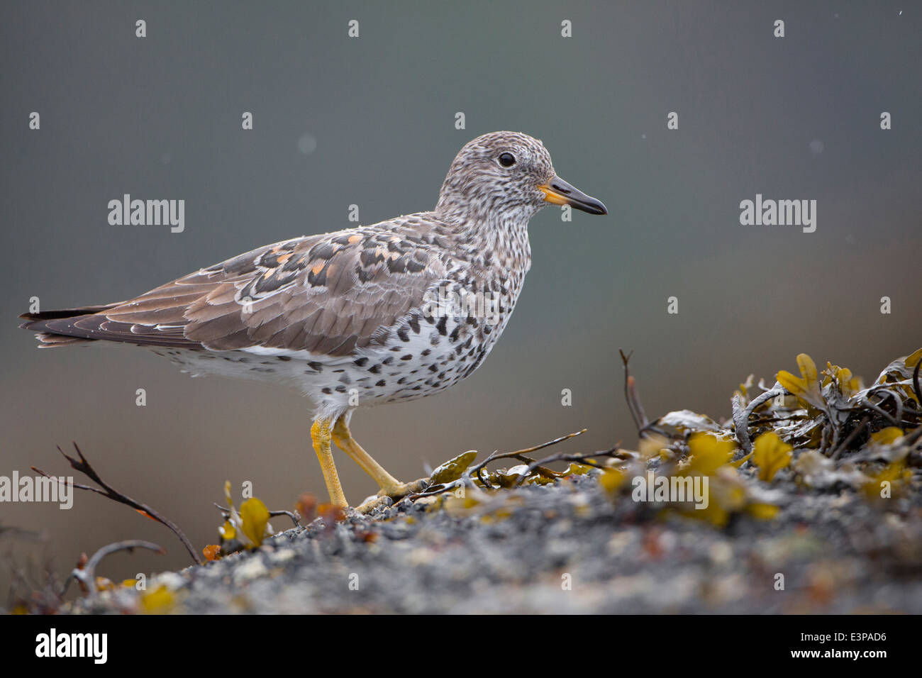 USA, Washington State. Eye-level view of a breeding plumage Surfbird ...