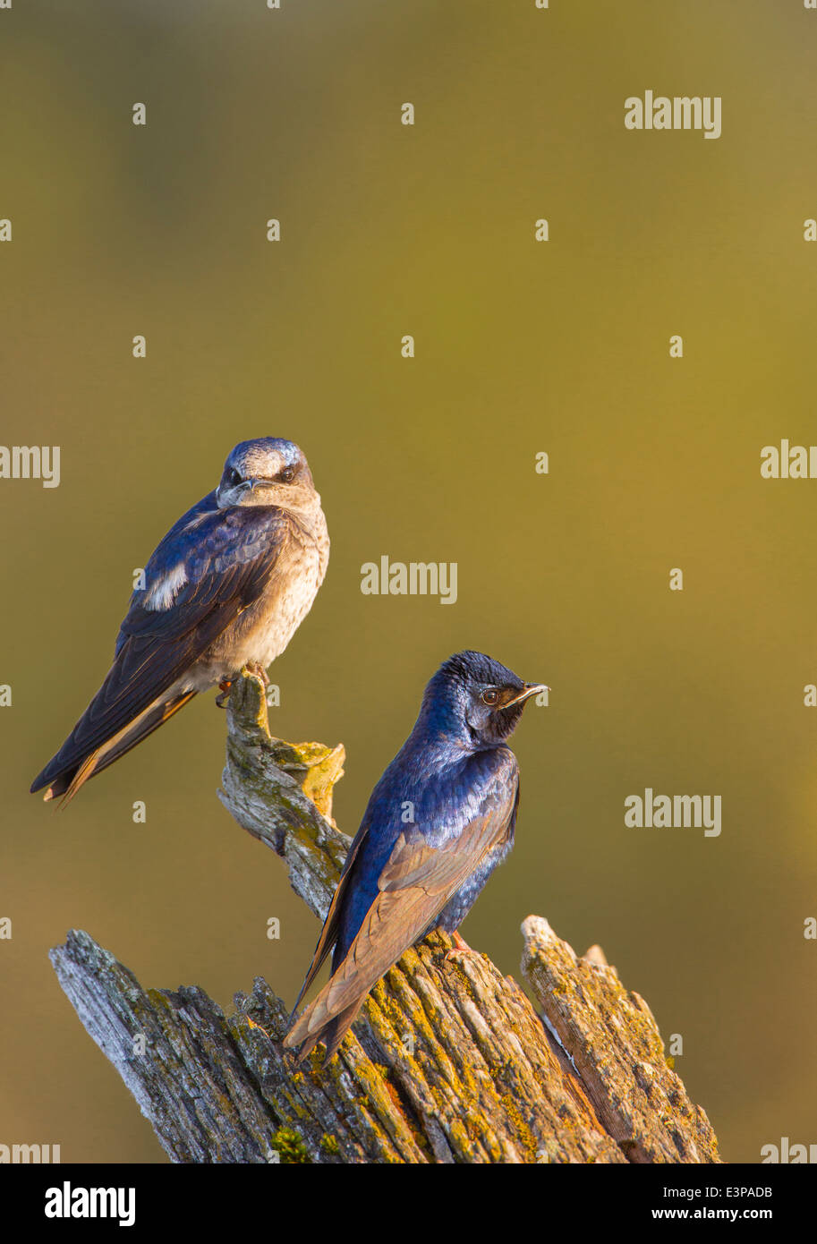 USA, Washington State. Female and Male Purple Martin (Progne subis) on ...