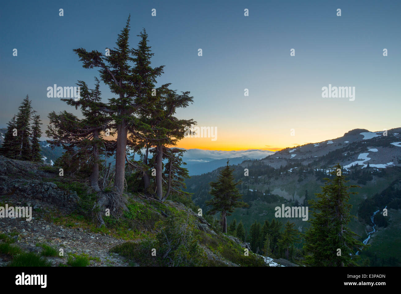 USA, Washington State. Fir trees overlook Cispus Basin at sunset, Goat ...