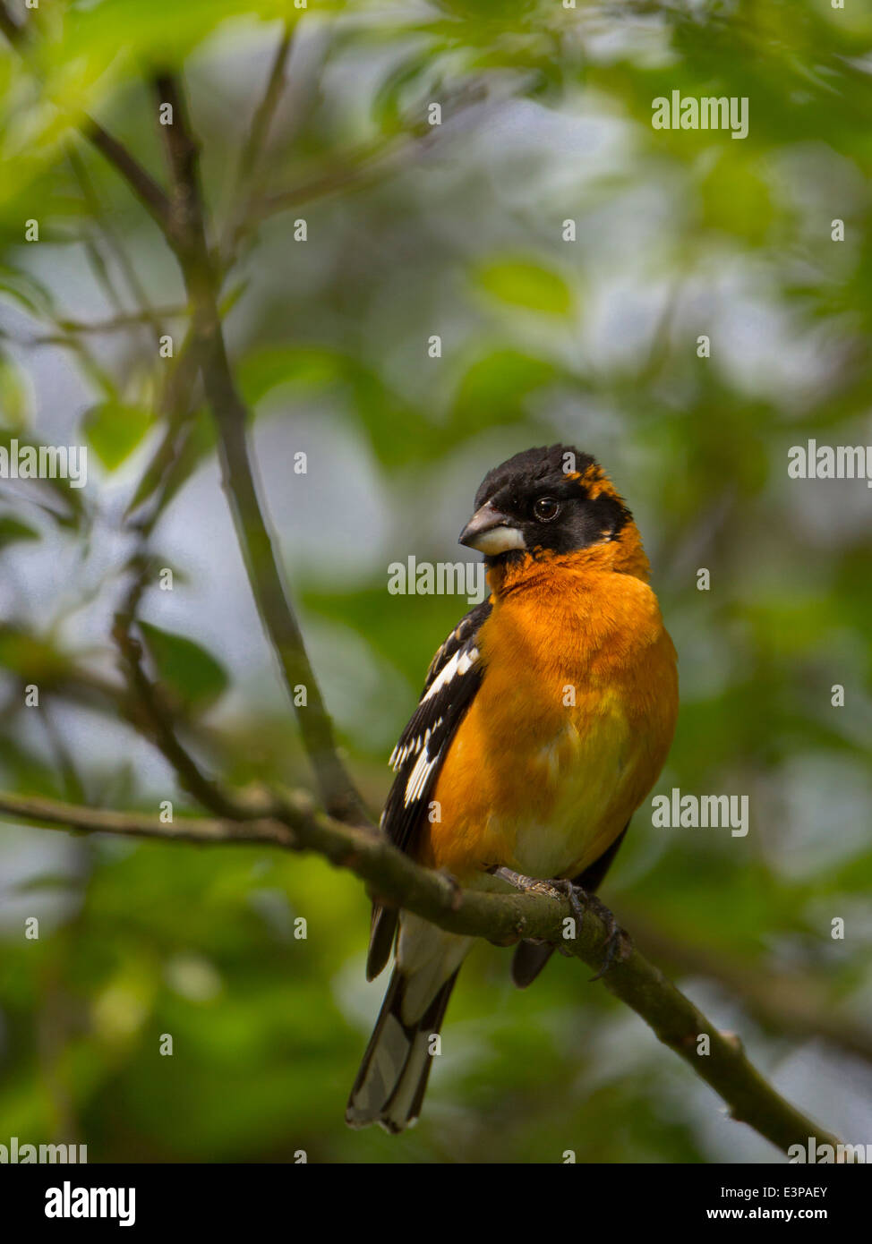 USA, Washington State. Male Black-headed Grosbeak (Pheucticus ...