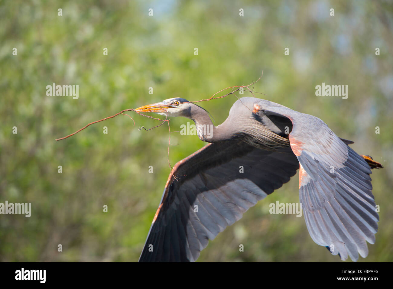 USA, Washington State. Male Great Blue Heron flies with branch in bill ...