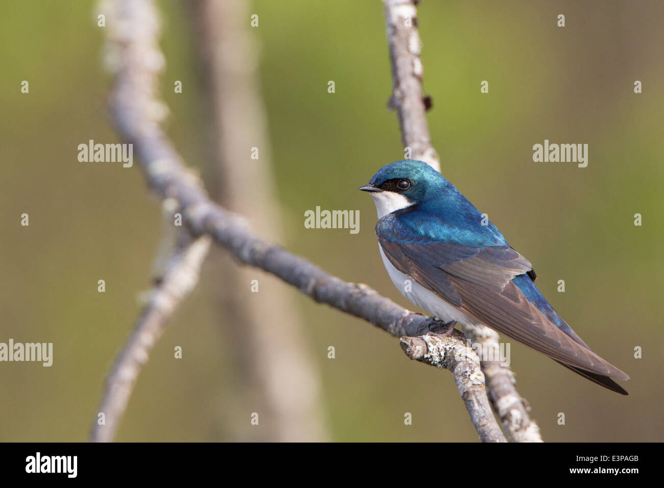 USA, Washington State. Male Tree Swallow perches on a branch in ...