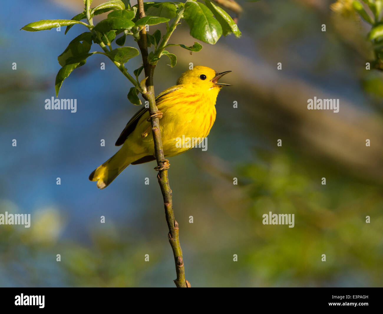 USA, Washington State. Male Yellow Warbler (Dendroica petechia) singing ...