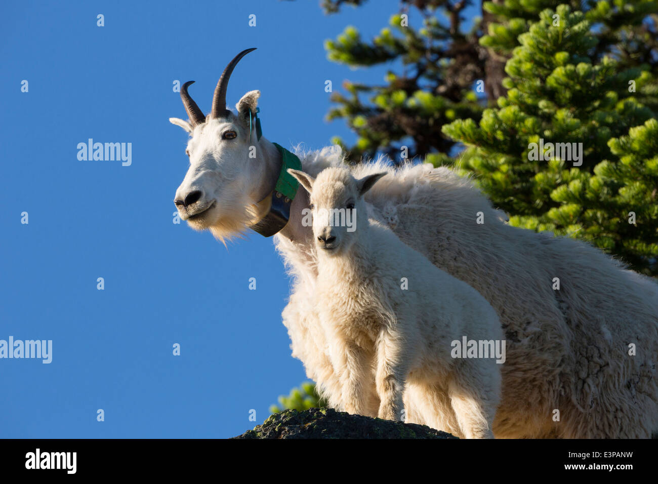 USA, Washington State. Tagged female Mountain Goat (Oreamnos americanus ...