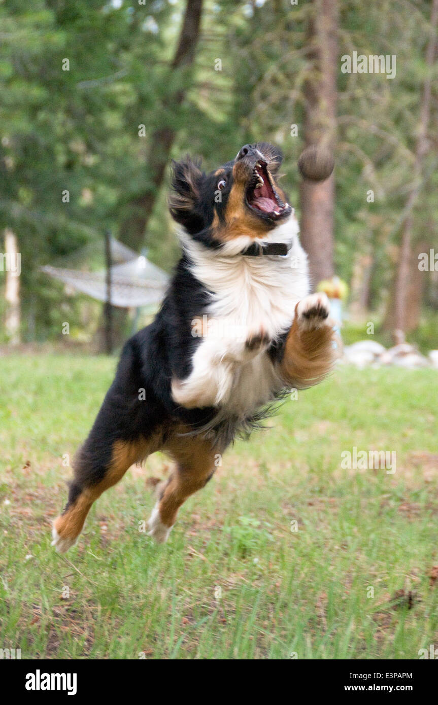 Australian shepherd playing hi-res stock photography and images - Alamy