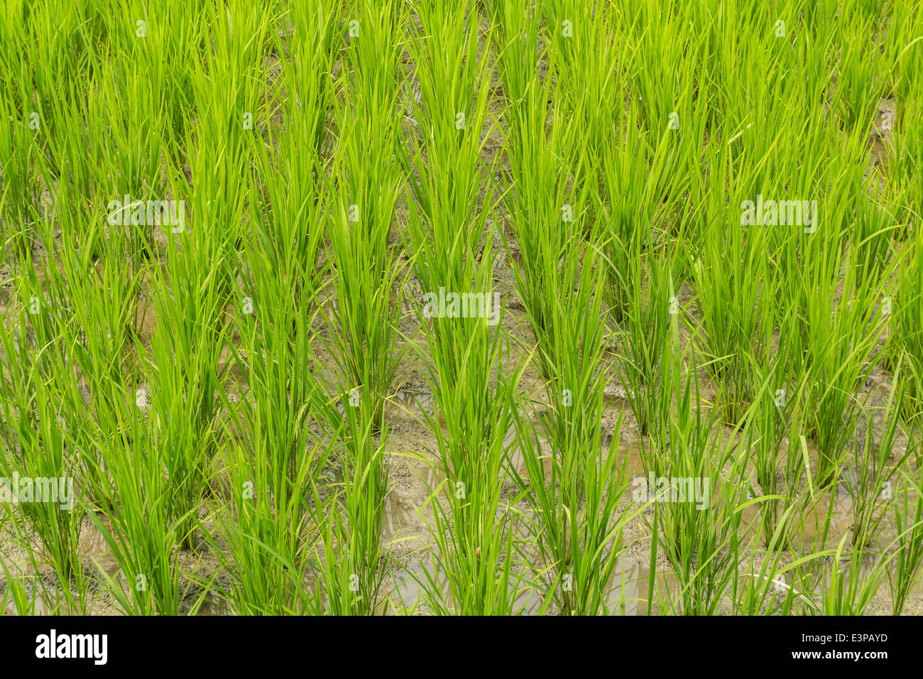 Chinese paddy fields hi-res stock photography and images - Alamy