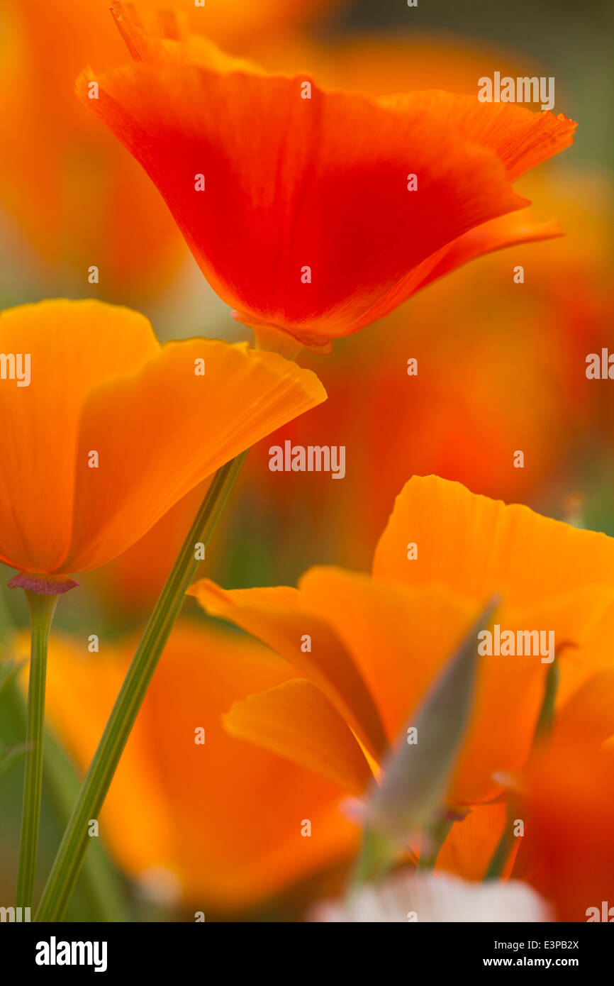 USA, Washington, Seattle, Summer Mission Bell Poppies in Full Bloom ...