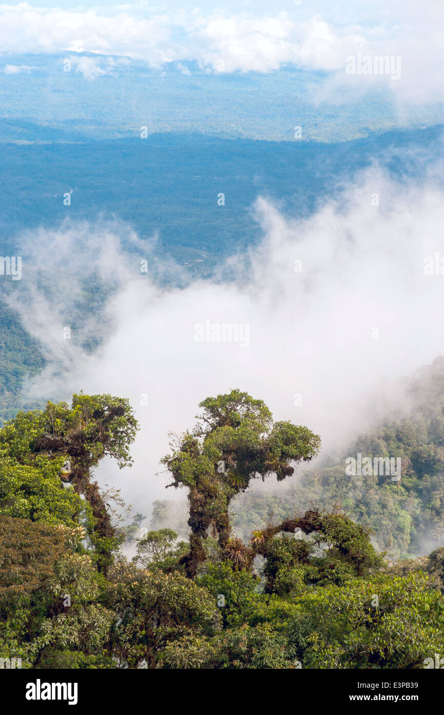 From Andes to Amazon, View of the tropical rainforest, Ecuador Stock ...