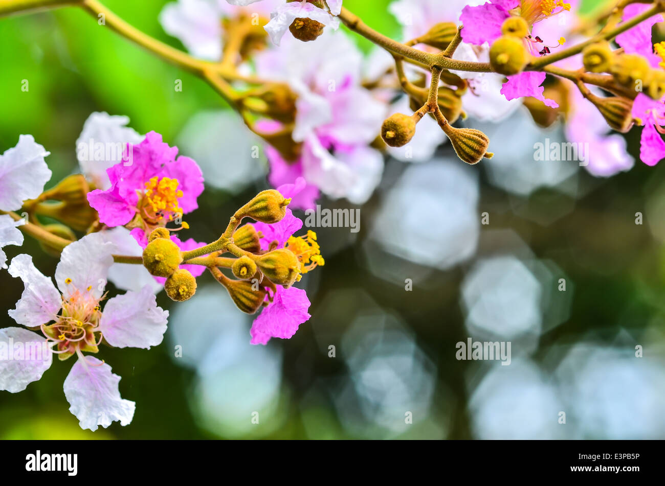 Bud Cananga odorata flower in garden Stock Photo - Alamy