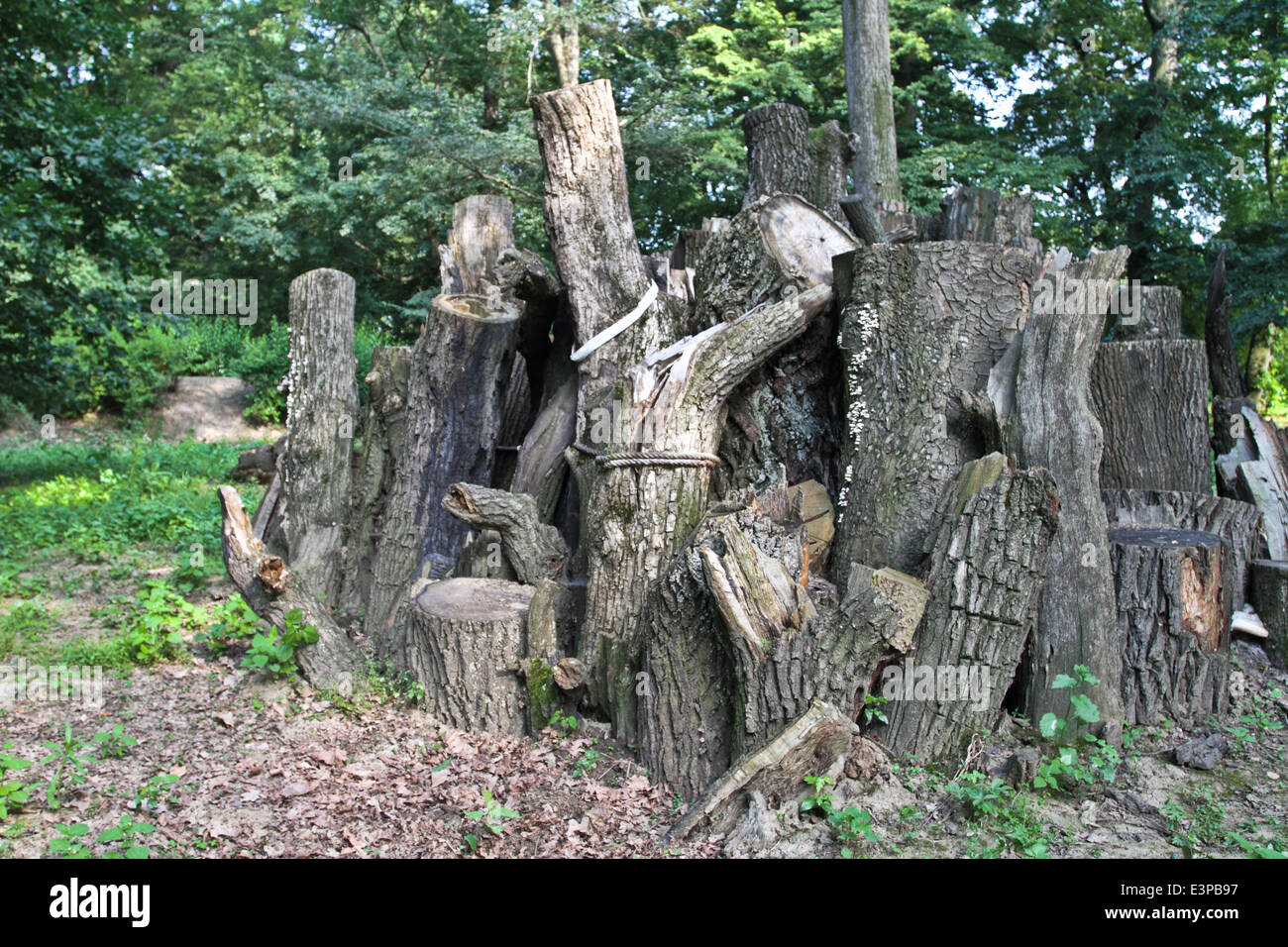 Tree rot hi-res stock photography and images - Alamy