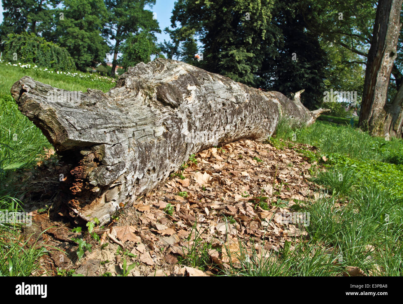 Tree rot hi-res stock photography and images - Alamy