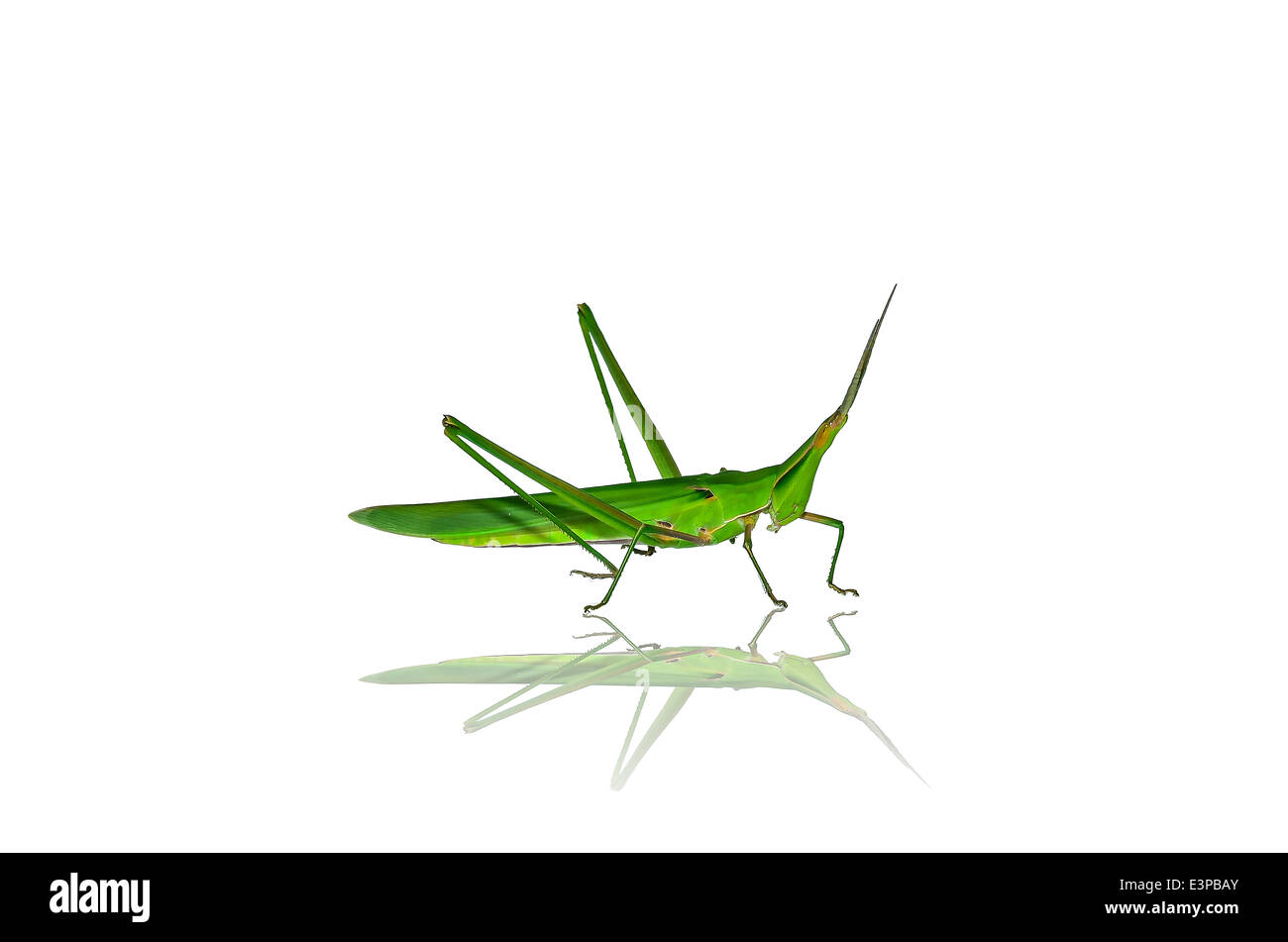 grasshopper isolated on white background Stock Photo - Alamy