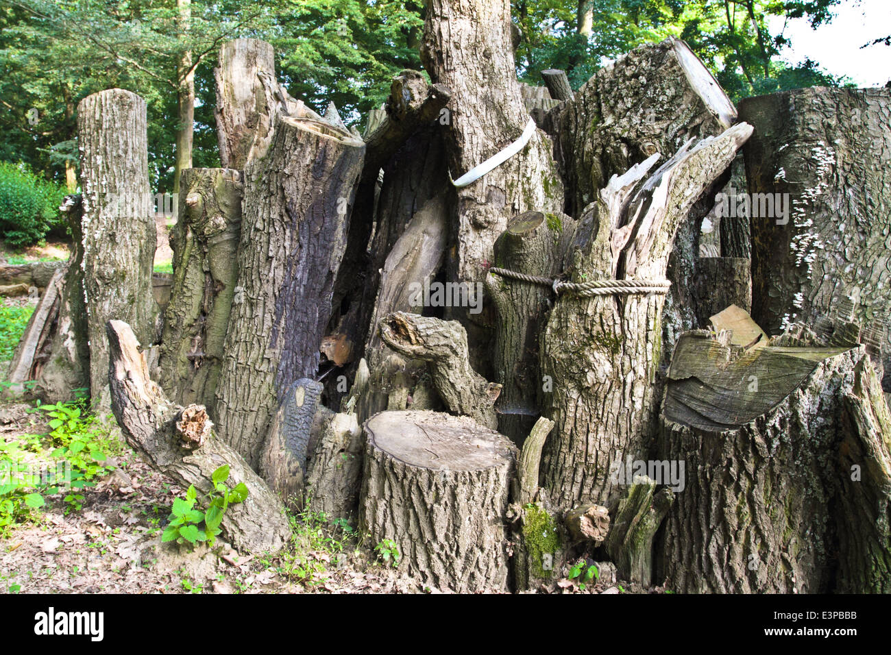 Decaying trees hi-res stock photography and images - Alamy