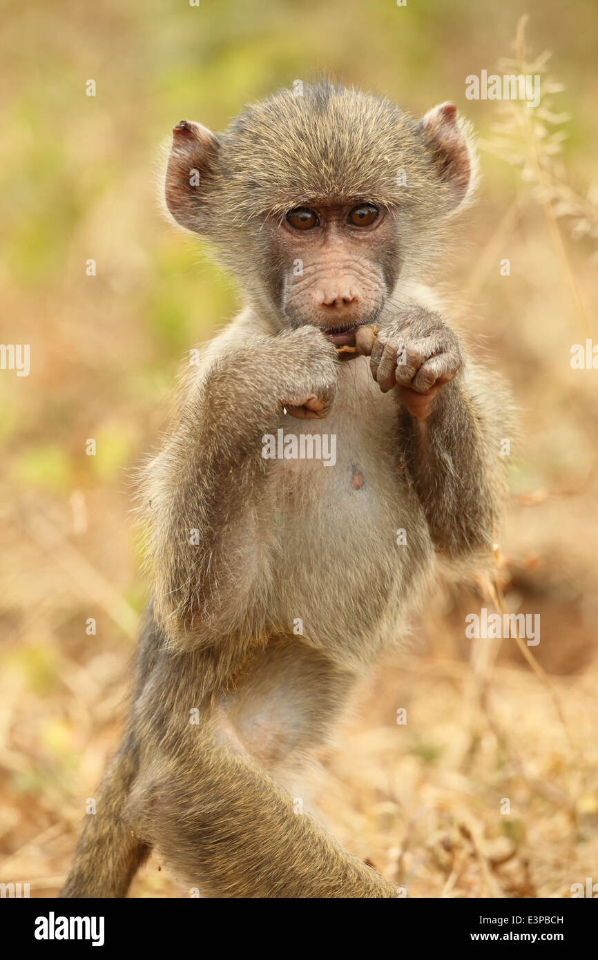 Hamadryas baboon walking hi-res stock photography and images - Alamy