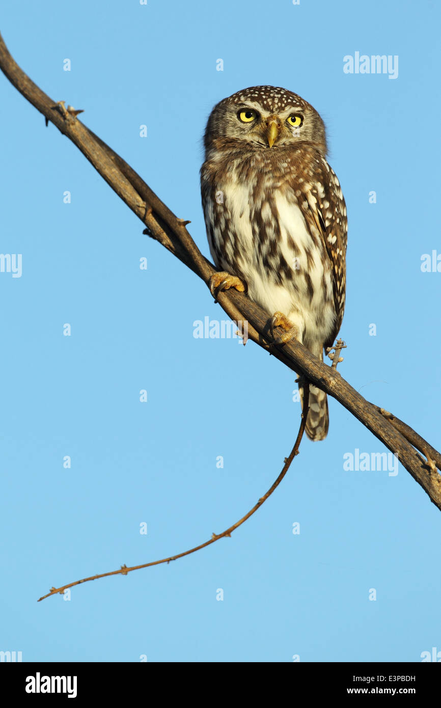 A pearl spotted owl Stock Photo - Alamy