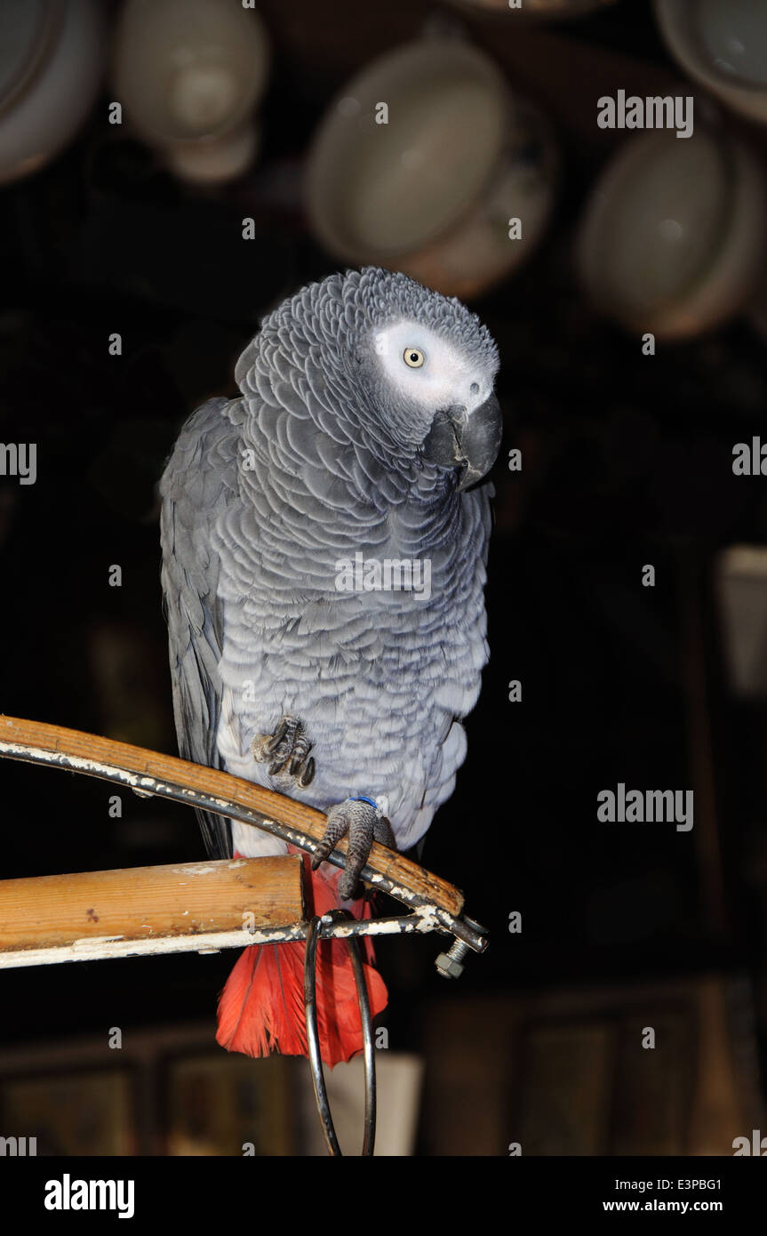 pub parrot, The Maritime Inn, Brixham, Devon, England, UK Stock Photo ...