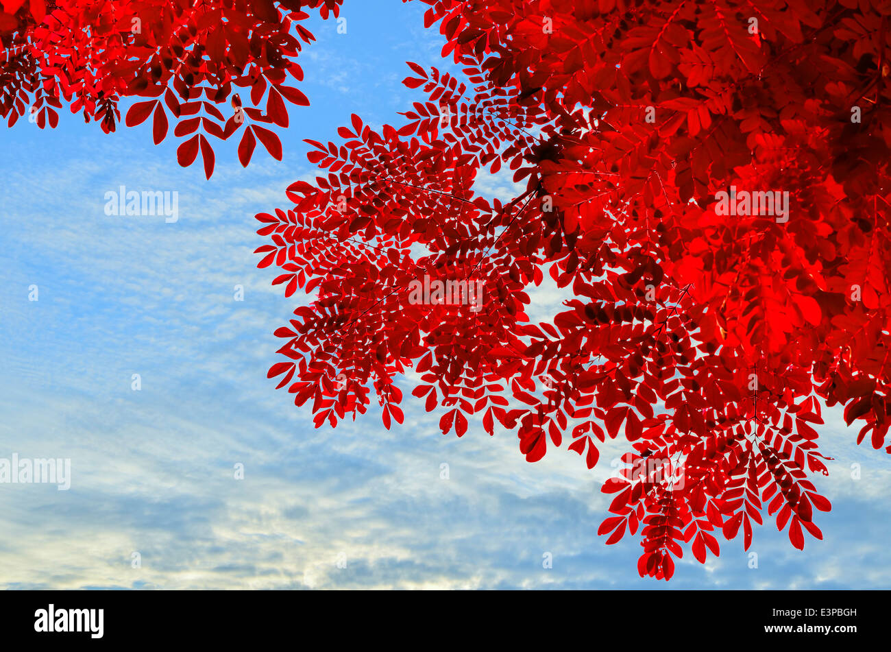 Red leaf hi-res stock photography and images - Alamy