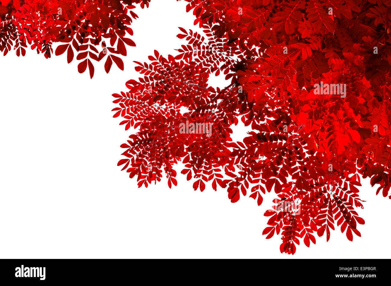Red leaf isolated on white background Stock Photo - Alamy