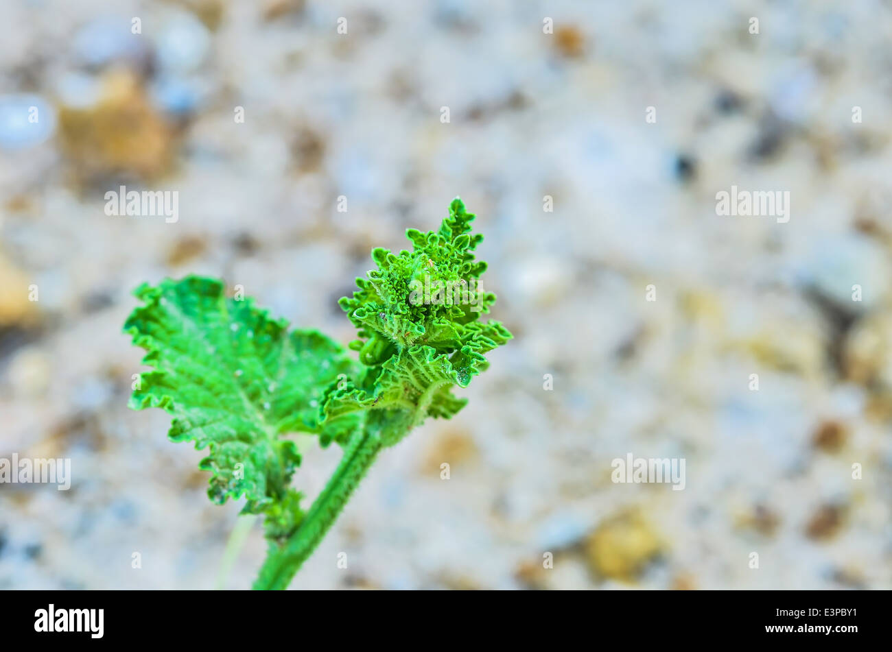 Haricot plant hi-res stock photography and images - Alamy