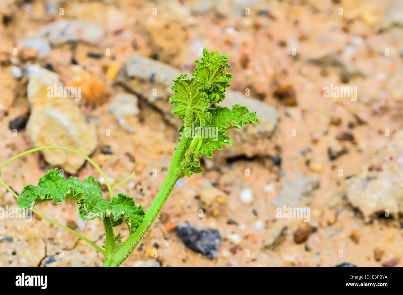 young shoots plant Stock Photo - Alamy