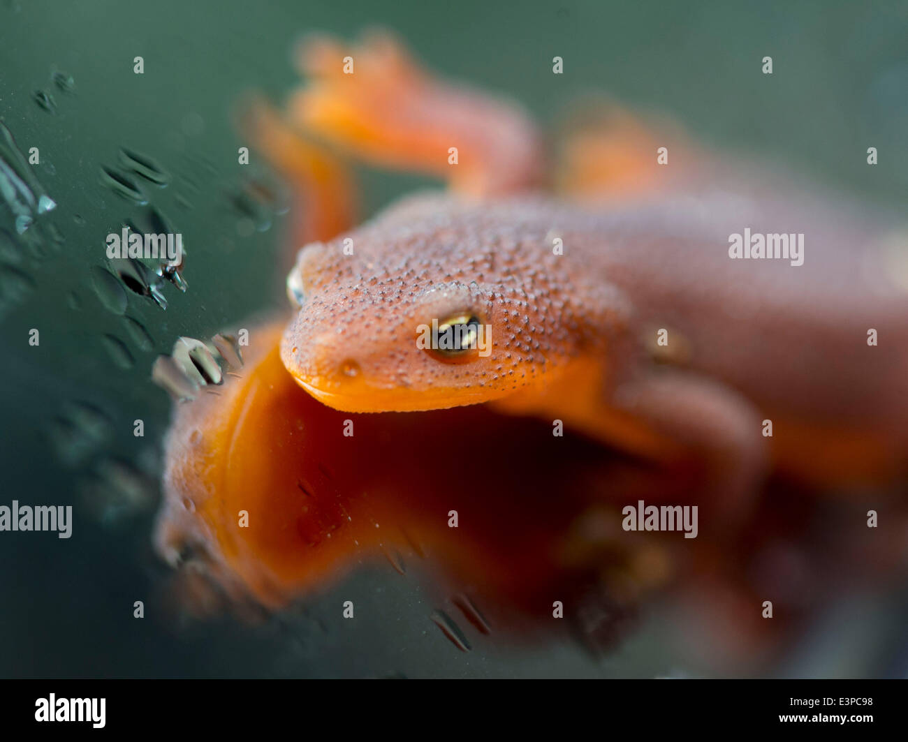 Elkton, Oregon, USA. 26th June, 2014. A rough skinned newt climbs on ...