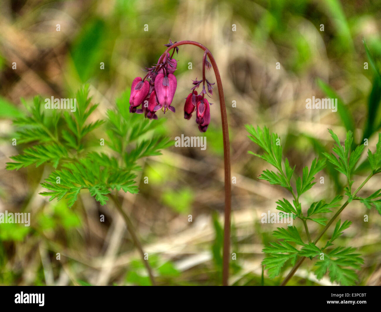 Western Bleeding Heart aka Pacific Bleeding Heart (Dicentra formosa ...